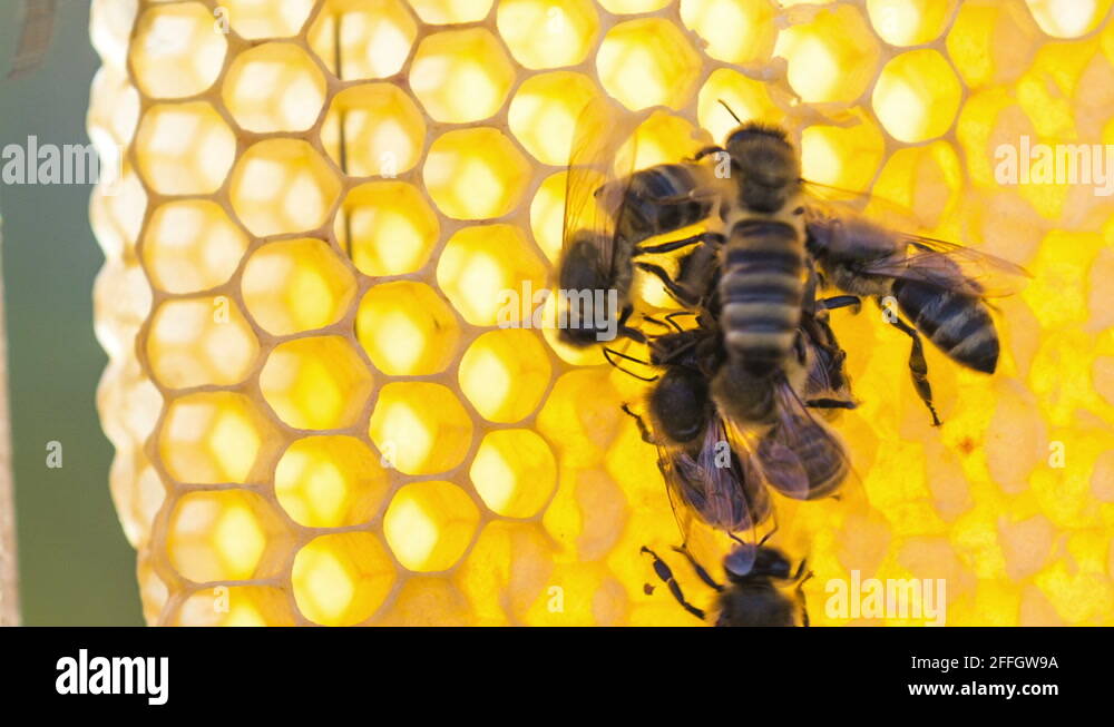Guard bees Stock Videos & Footage - HD and 4K Video Clips - Alamy