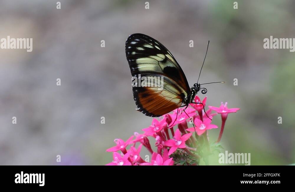Lepidoptera scale wing Stock Videos & Footage - HD and 4K Video Clips ...