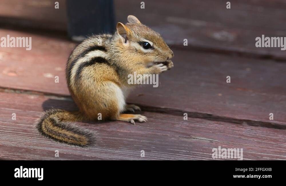 Chipmunk profile Stock Videos & Footage - HD and 4K Video Clips - Alamy
