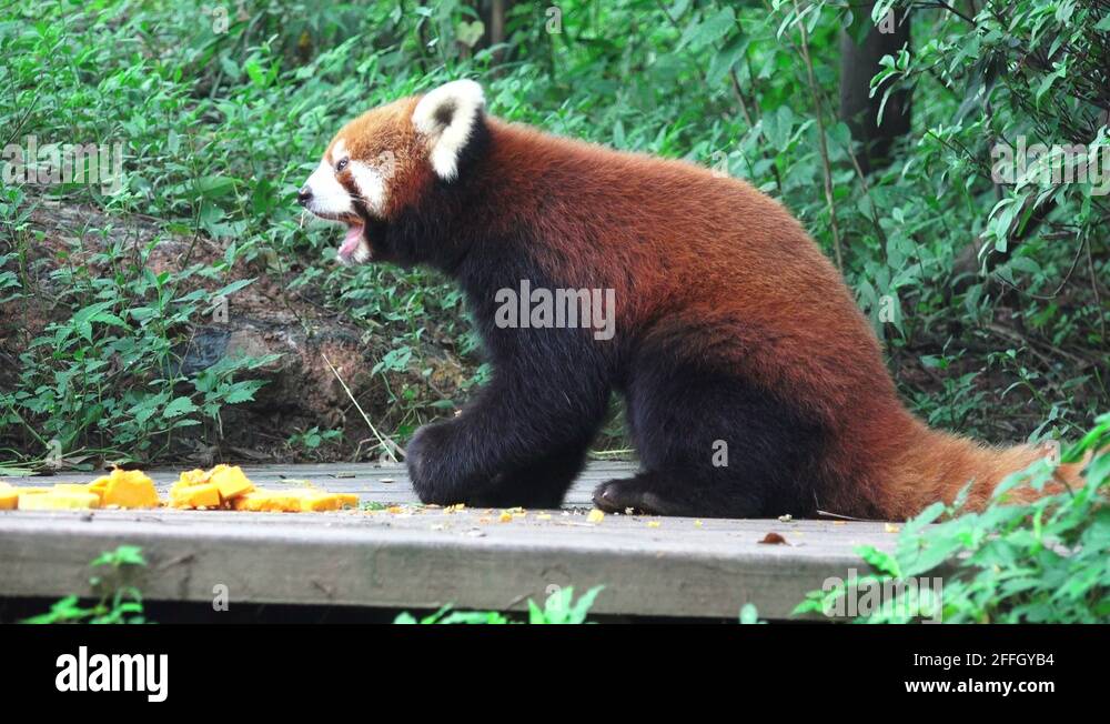 Panda eating fruit Stock Videos & Footage - HD and 4K Video Clips - Alamy