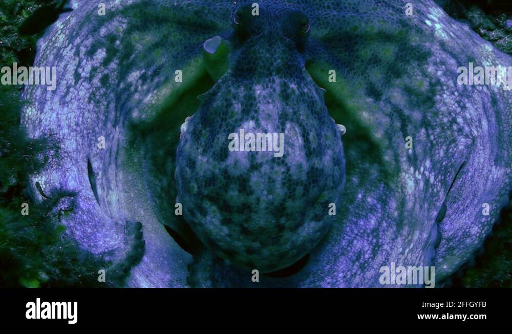 Full body and head Stock Videos & Footage - HD and 4K Video Clips - Alamy