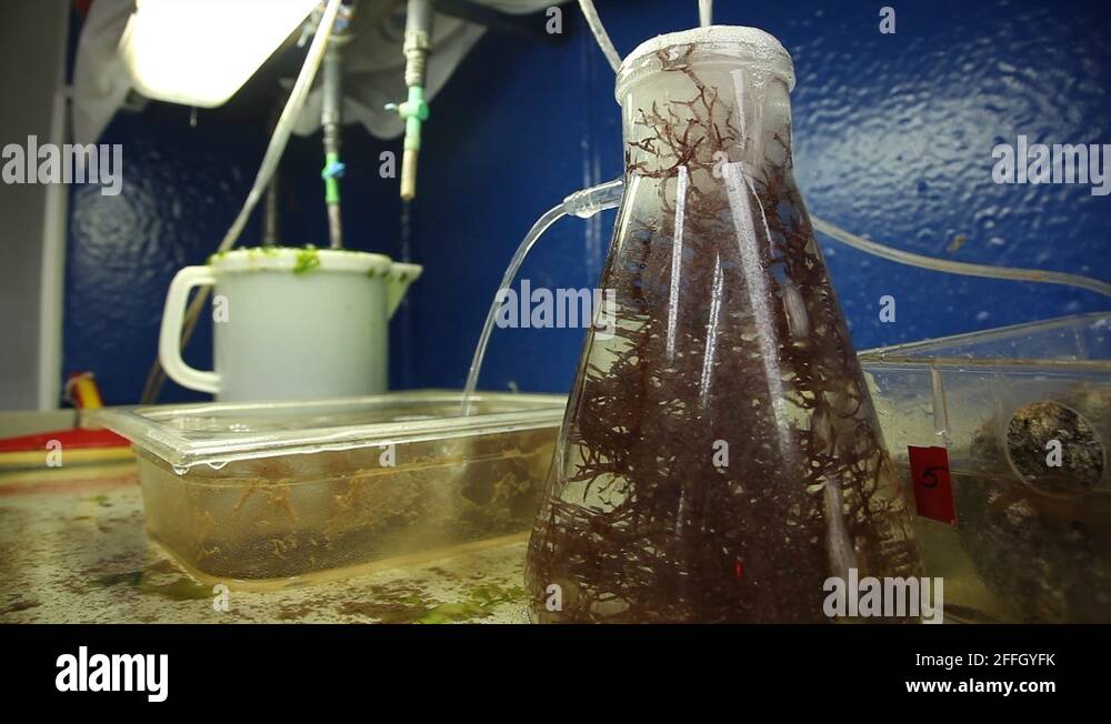 Algae culture Stock Videos & Footage - HD and 4K Video Clips - Alamy