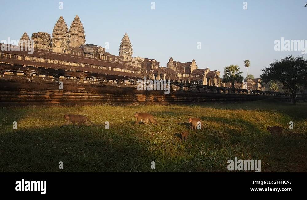 Angkor wat monkeys Stock Videos & Footage - HD and 4K Video Clips - Alamy