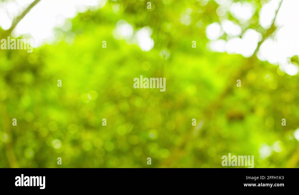 Giant golden orb web spider Stock Videos & Footage - HD and 4K Video ...