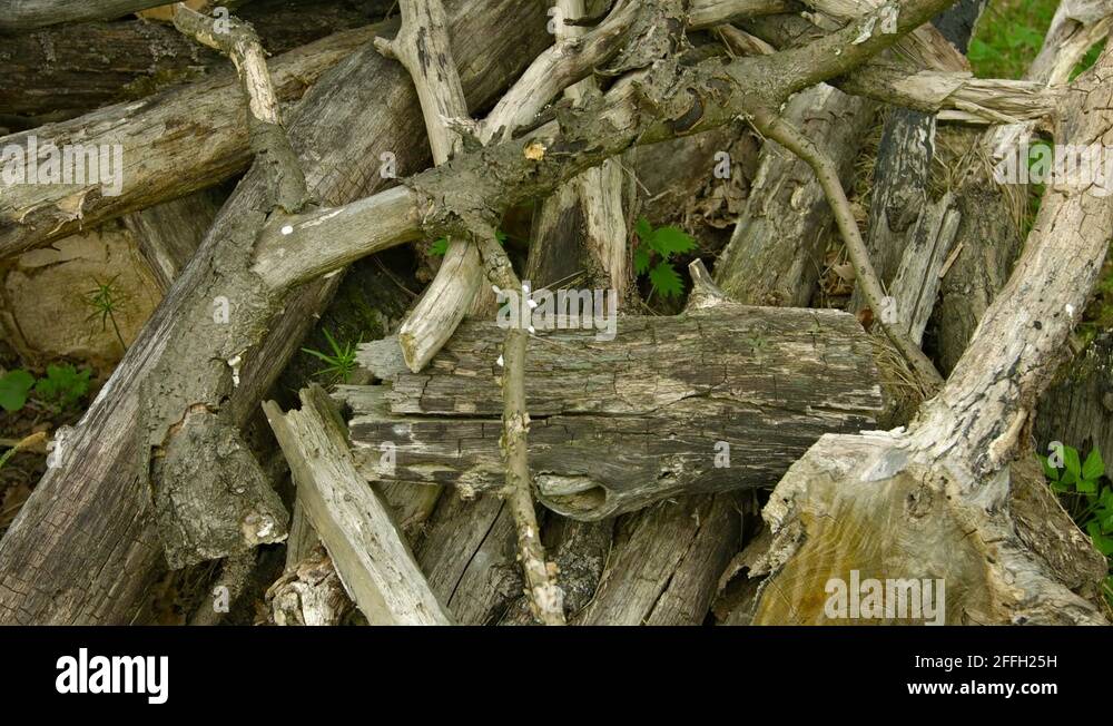 Cork bark pile Stock Videos & Footage - HD and 4K Video Clips - Alamy
