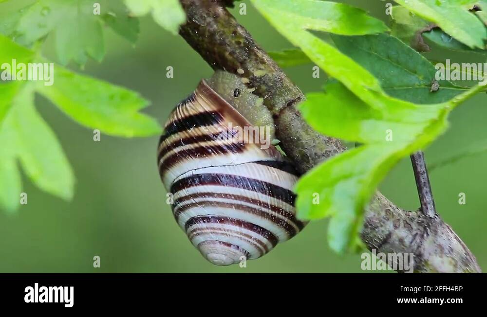 Sponge snail Stock Videos & Footage - HD and 4K Video Clips - Alamy