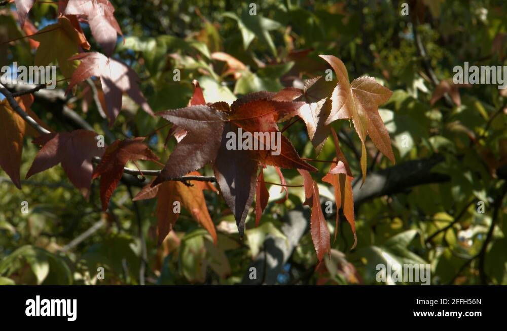 Sweetgum tree Stock Videos & Footage - HD and 4K Video Clips - Alamy