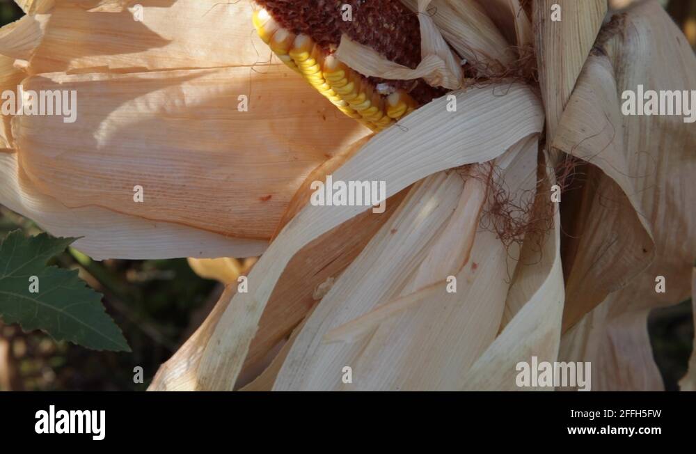 Severe animal Stock Videos & Footage - HD and 4K Video Clips - Alamy