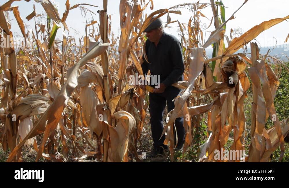 Crop farming corn Stock Videos & Footage - HD and 4K Video Clips - Alamy