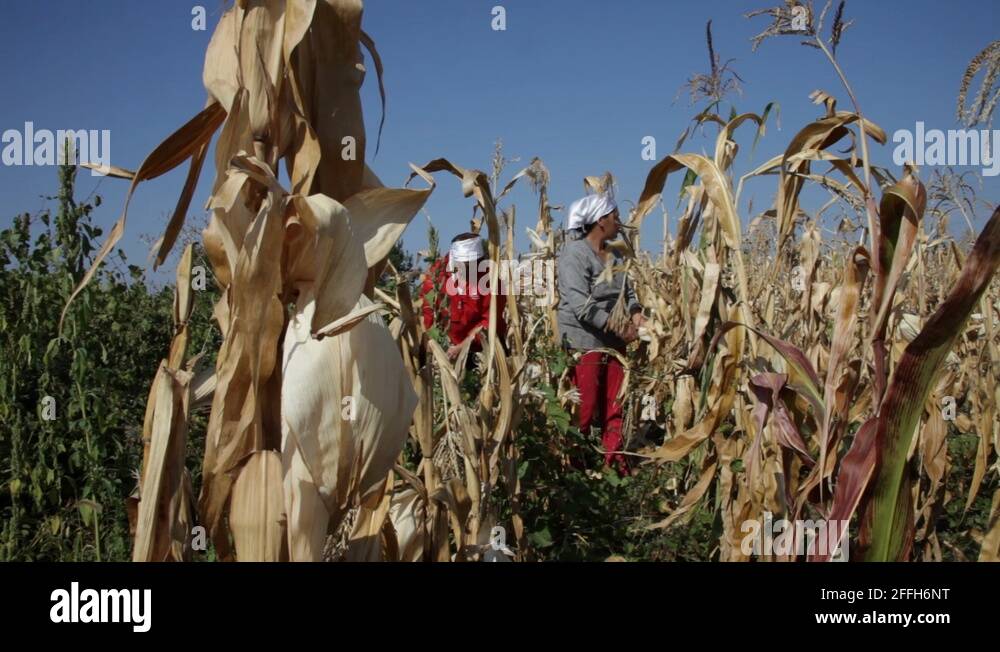 Women harvesting maize crop Stock Videos & Footage - HD and 4K Video ...