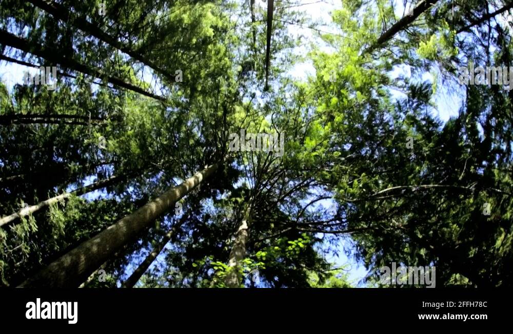 Canada tree canopy Stock Videos & Footage - HD and 4K Video Clips - Alamy