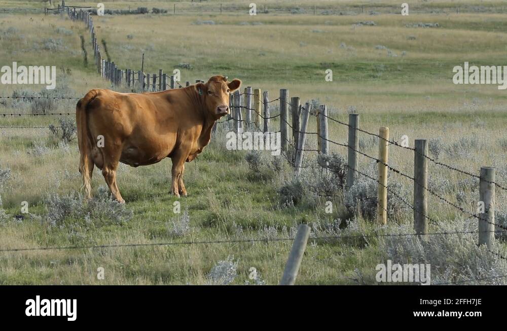 Cow head facing camera Stock Videos & Footage - HD and 4K Video Clips ...