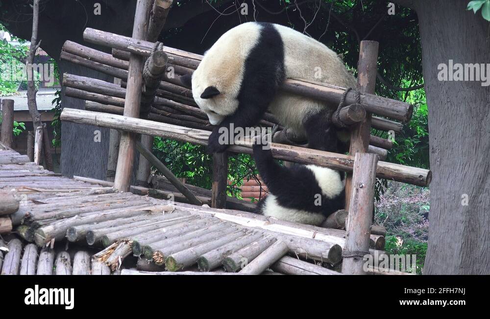Two panda bears Stock Videos & Footage - HD and 4K Video Clips - Alamy