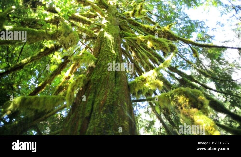Temperate forest british columbia Stock Videos & Footage - HD and 4K ...