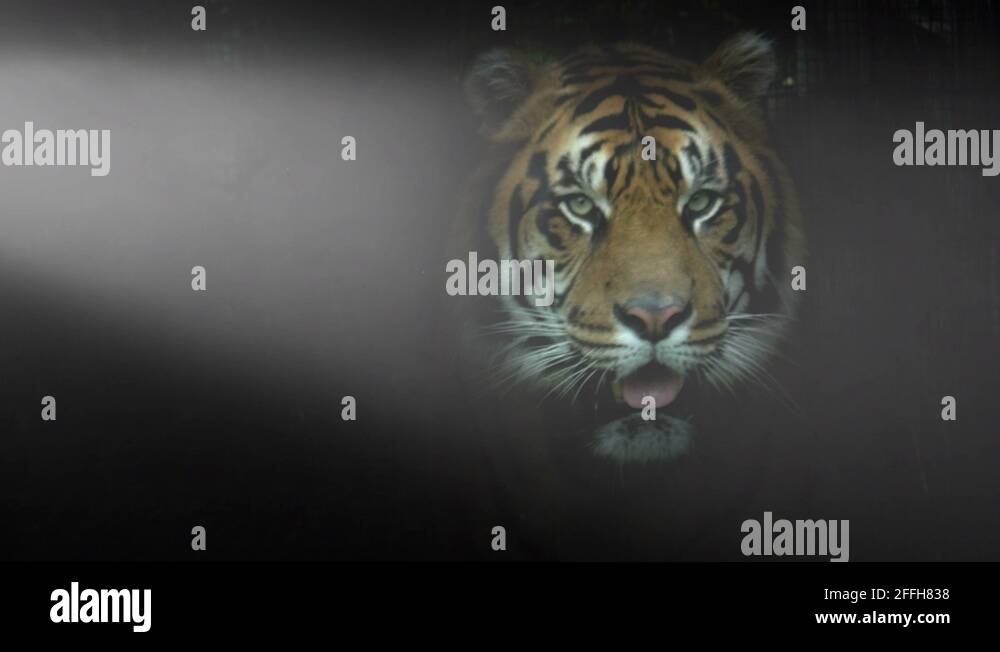 Dramatic lighting tiger Stock Videos & Footage - HD and 4K Video Clips ...