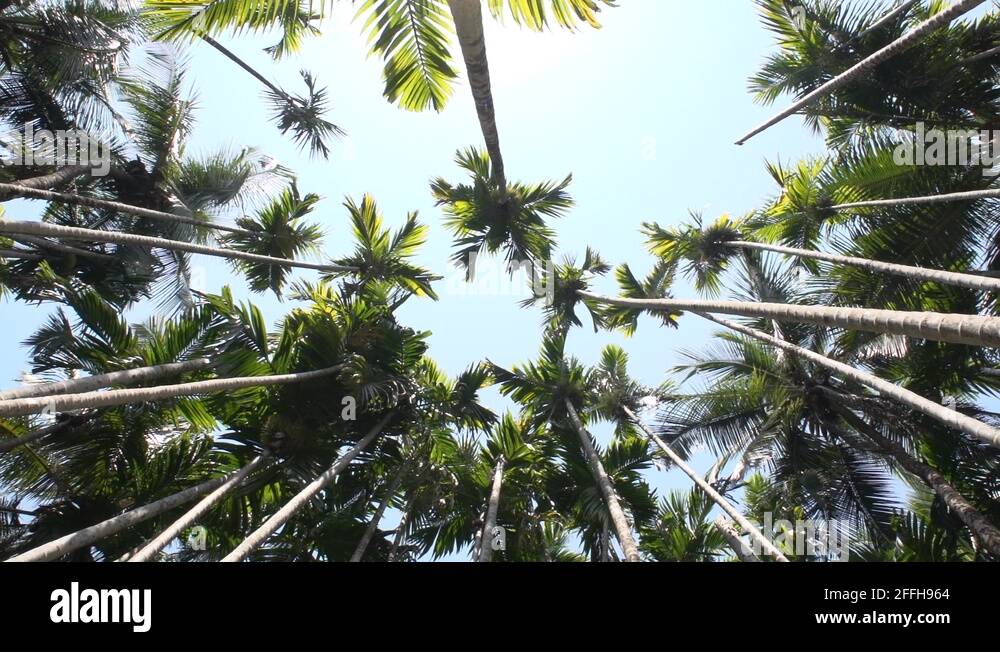 Areca nut farming in india Stock Videos & Footage - HD and 4K Video ...