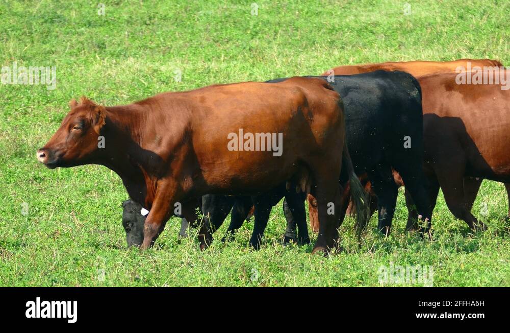 One cow Stock Videos & Footage - HD and 4K Video Clips - Alamy
