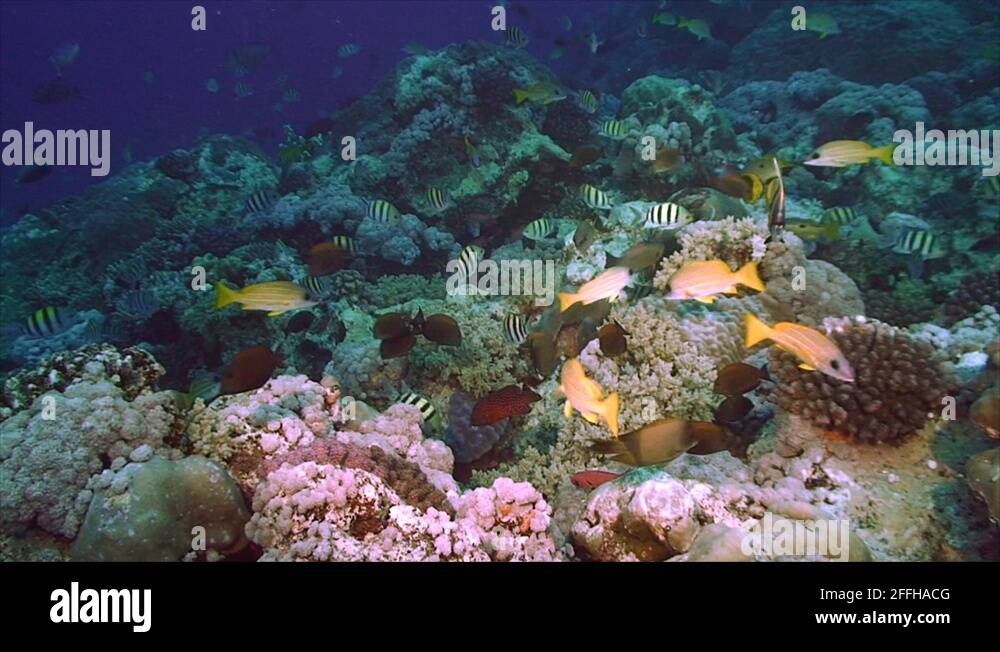 coral reef full of different species of coral fish, red sea reef Stock ...