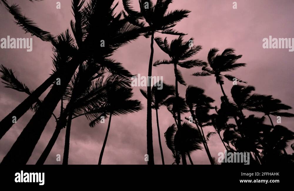 Palm trees Tropical storm Cyclone landfall Hilo town Big Island Stock ...