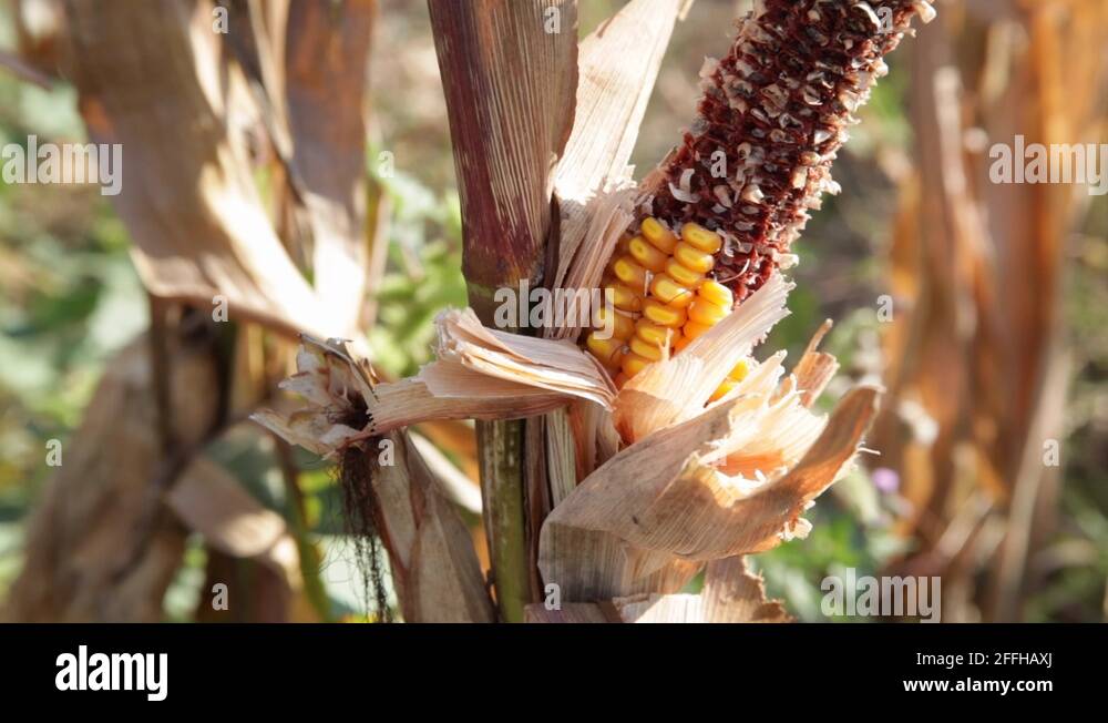 Maize crop damage Stock Videos & Footage - HD and 4K Video Clips - Alamy