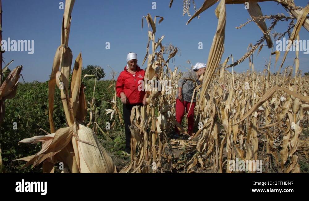 Farmers yield Stock Videos & Footage - HD and 4K Video Clips - Alamy