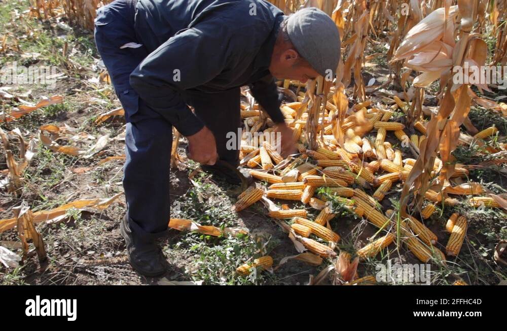 Pile of sweet dried corn cobs on cornfield, farm, farmer working, old ...