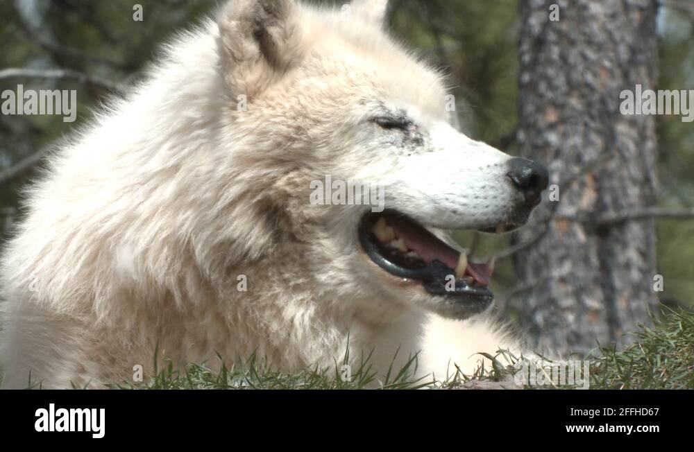Wolf Adult Panting Breathing Hard White Phase Spring Stock Video ...