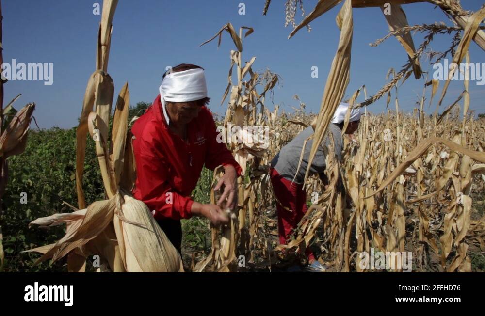Grain field two women harvesting grain Stock Videos & Footage - HD and ...