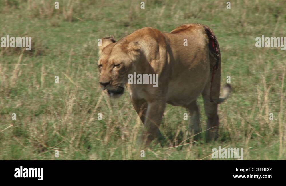 Lion cut Stock Videos & Footage - HD and 4K Video Clips - Alamy