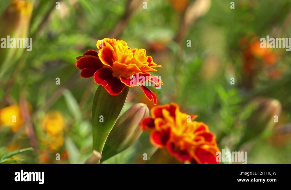 Flower zoom Stock Videos & Footage - HD and 4K Video Clips - Alamy