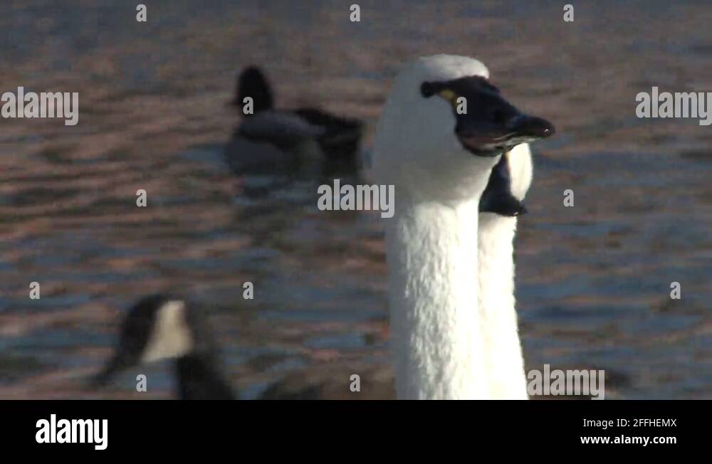 Swan eye Stock Videos & Footage - HD and 4K Video Clips - Alamy