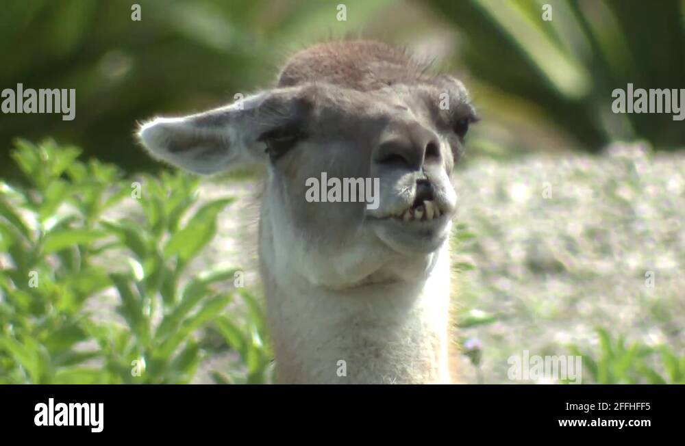 Bat teeth Stock Videos & Footage - HD and 4K Video Clips - Alamy