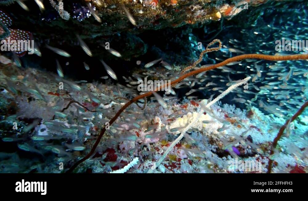 Red sea dwarf sweepers Stock Videos & Footage - HD and 4K Video Clips ...