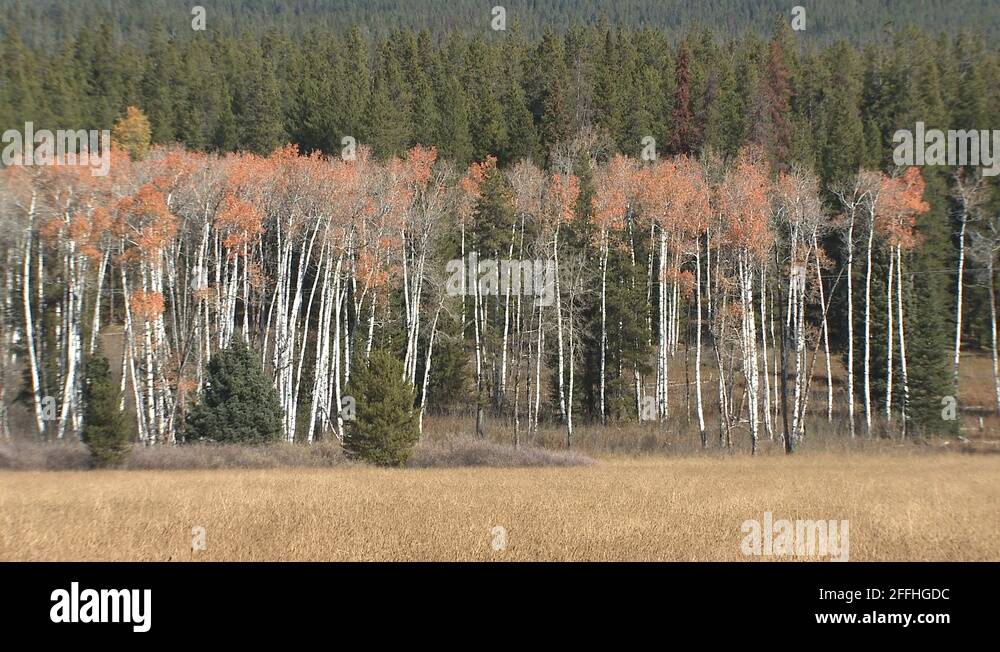 Stand out colors Stock Videos & Footage - HD and 4K Video Clips - Alamy