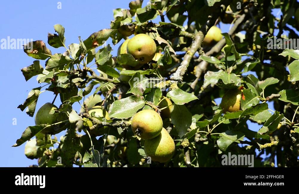 Cider Tree Tree Of Cider Stock Videos And Footage Hd And 4k Video Clips Alamy