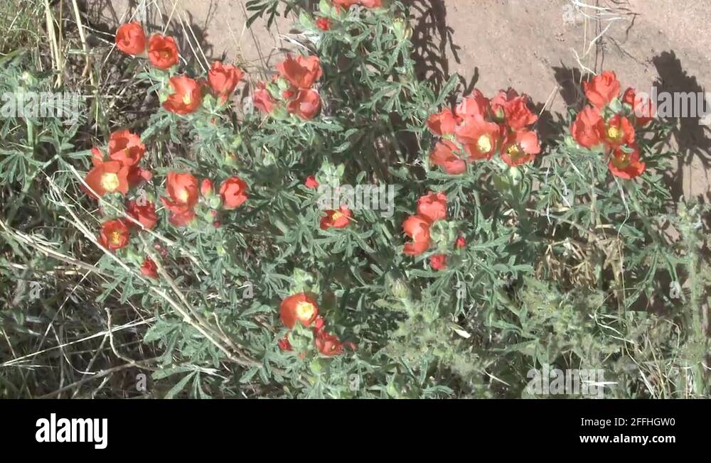 Desert flower bloom Stock Videos & Footage - HD and 4K Video Clips - Alamy