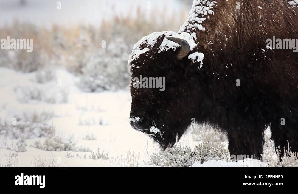 Yellowstone bison snow Stock Videos & Footage - HD and 4K Video Clips ...