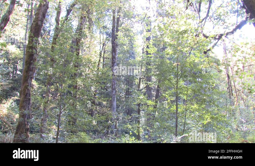 Old growth canopy Stock Videos & Footage - HD and 4K Video Clips - Alamy