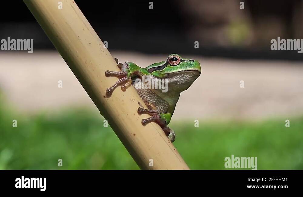 Common tree toad Stock Videos & Footage - HD and 4K Video Clips - Alamy