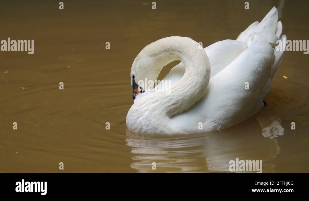 Background swam Stock Videos & Footage - HD and 4K Video Clips - Alamy