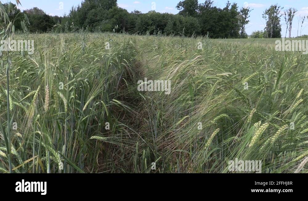 Barleycorn Stock Videos & Footage - HD and 4K Video Clips - Alamy