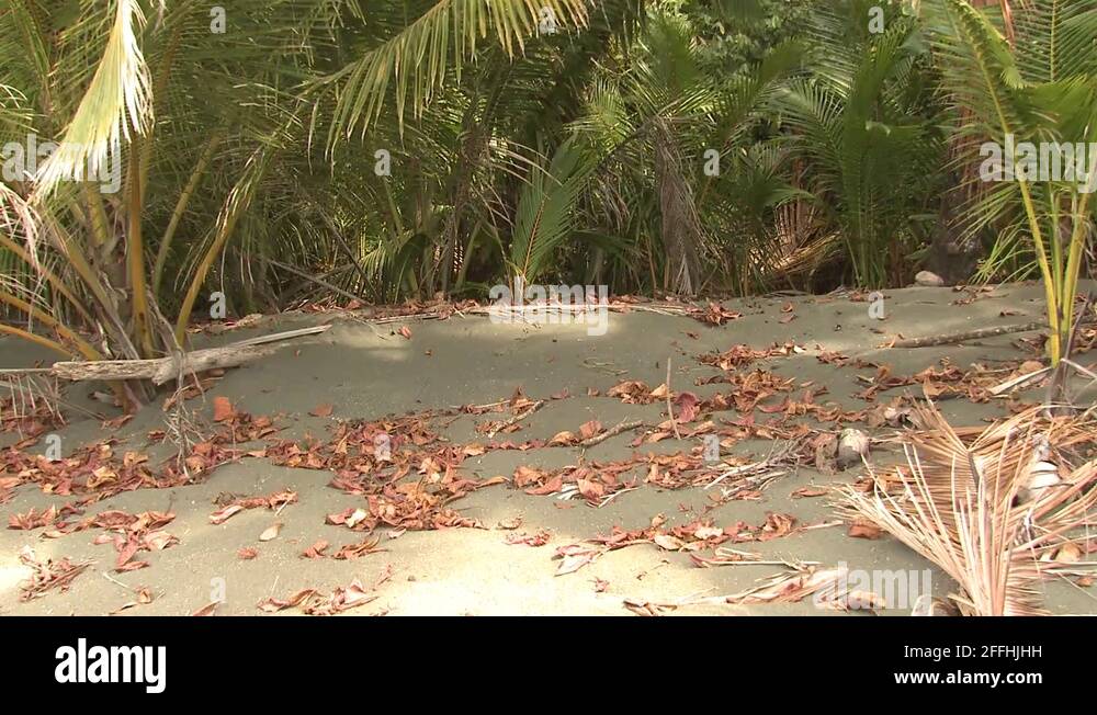 Nut falling dropping tree Stock Videos & Footage - HD and 4K Video ...