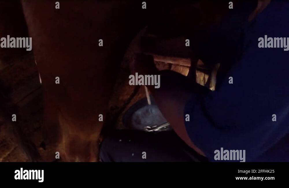 Female hands milking a cow , the milk flows into a bucket , full of ...