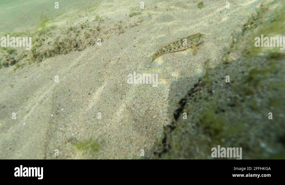 Benthic fish Stock Videos & Footage - HD and 4K Video Clips - Alamy