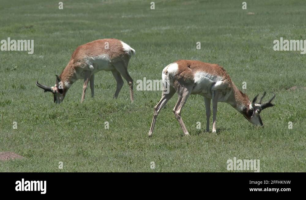 Pronghorn Antelope Male Adult Eating Pair Grazing Green Grass Forbs ...
