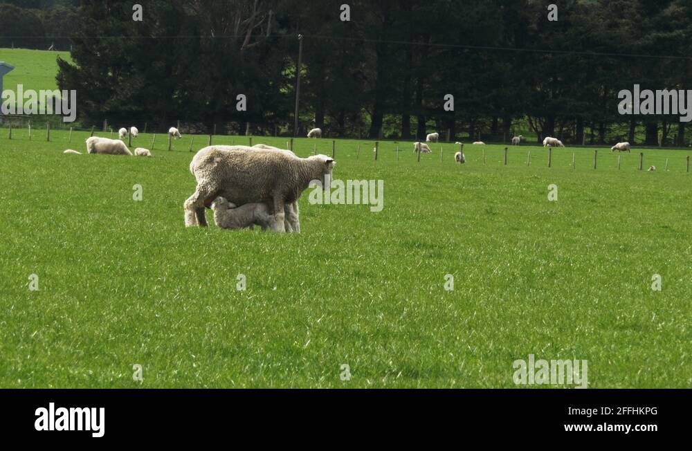 Feeding baby lamb Stock Videos & Footage - HD and 4K Video Clips - Alamy
