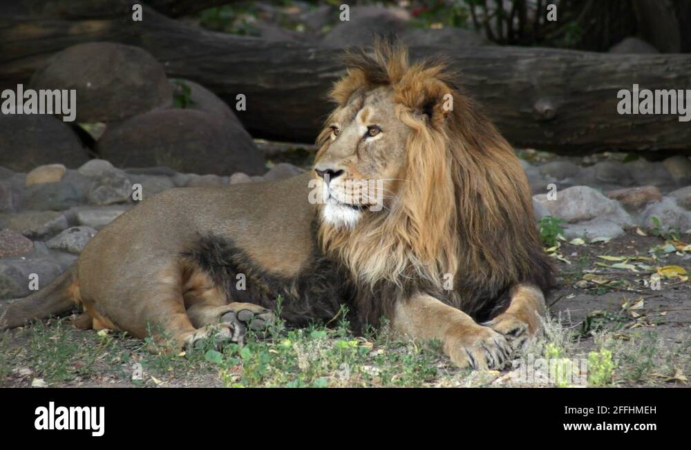 A calm Asian lion, full size view, washing himself and prinking Stock ...