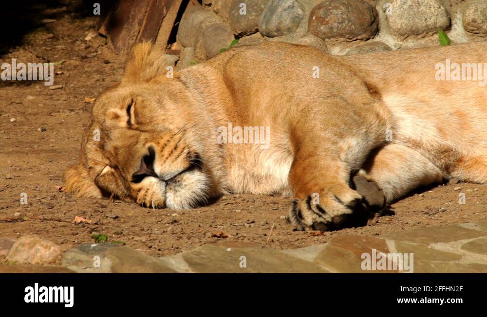 Awakening of a young lioness, sleeping on sunny background Stock Video ...