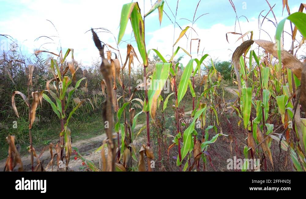Maize environment Stock Videos & Footage - HD and 4K Video Clips - Alamy