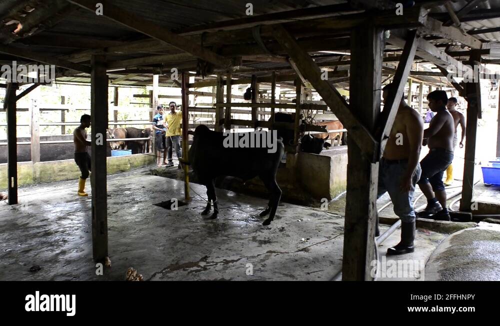Cow slaughter Stock Videos & Footage - HD and 4K Video Clips - Alamy